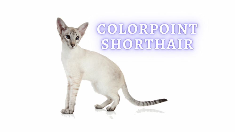 Colorpoint Shorthair Cat Breed History, Temperament and Personality