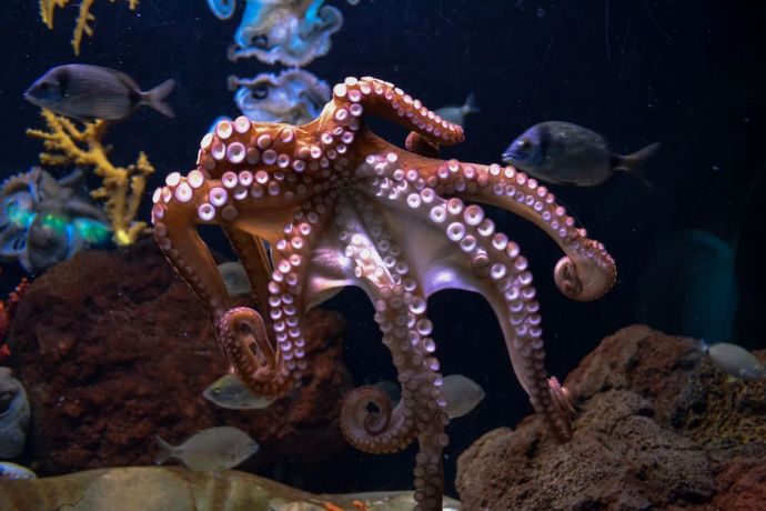 Pet Octopus: Things To Know Before Getting an Octopus as a Pet