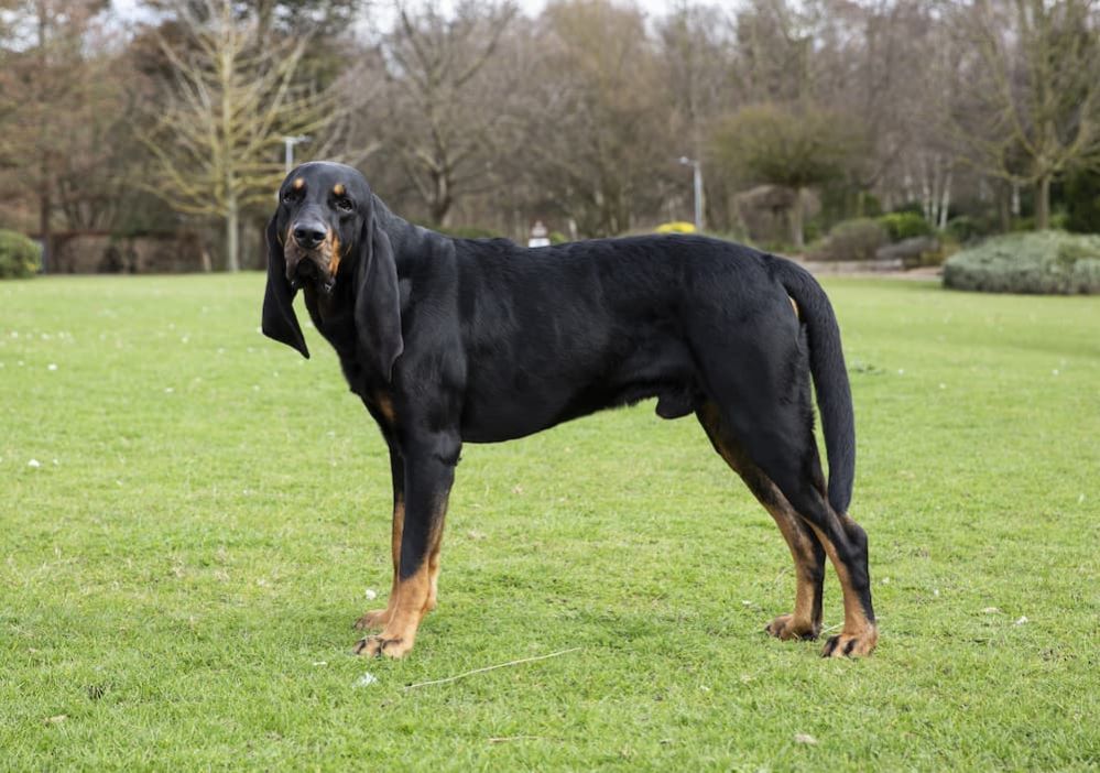 25 Black Dog Breeds: Small, Medium and Big Black Dog Breeds