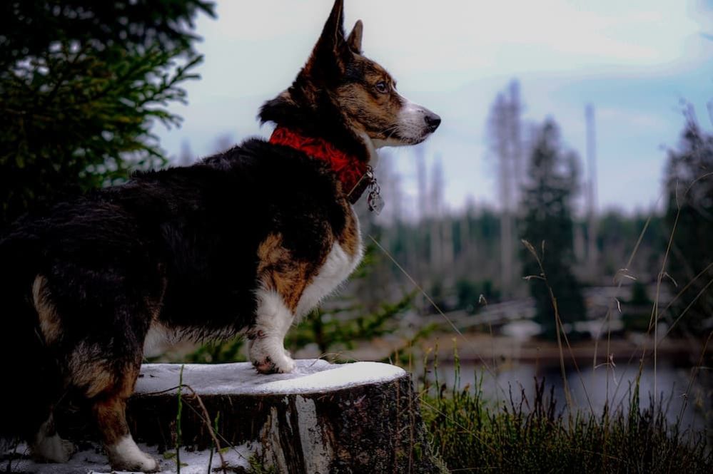 Corgi Breeds: Cardigan Welsh Corgis vs Pembroke