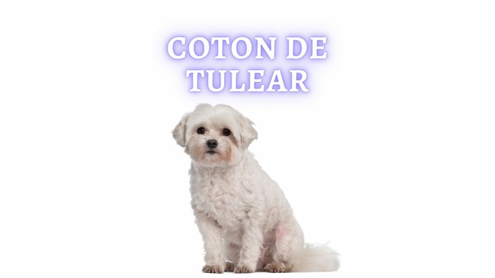 Coton de Tulear Dog Breed Profile