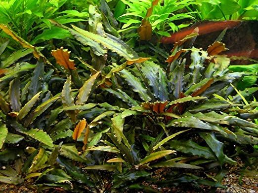 Best Freshwater Aquarium Plants: 15 Live Plants for Freshwater Aquarium
