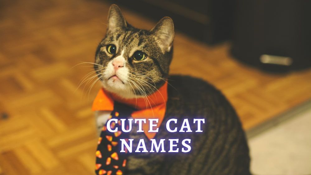500+ Cute Cat Names Ideas
