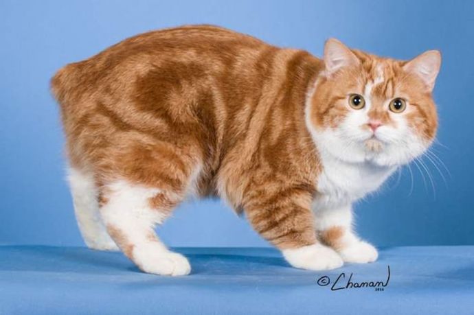 Orange Cat Breeds: TOP-17 Cat Breeds with Orange Coat Color