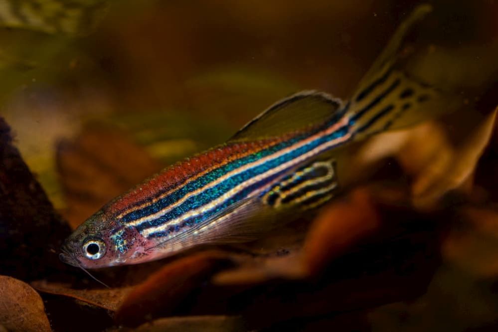 Tropical Community Fishes: Best Fish for Community Tank