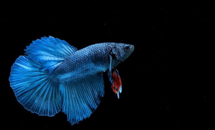 Betta Fish Types: Colors, Tails & Patterns - ThePets
