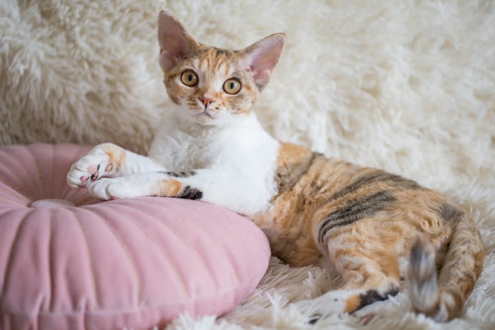 Most Affectionate Cat Breeds: 15 Lovey Dovey Cats