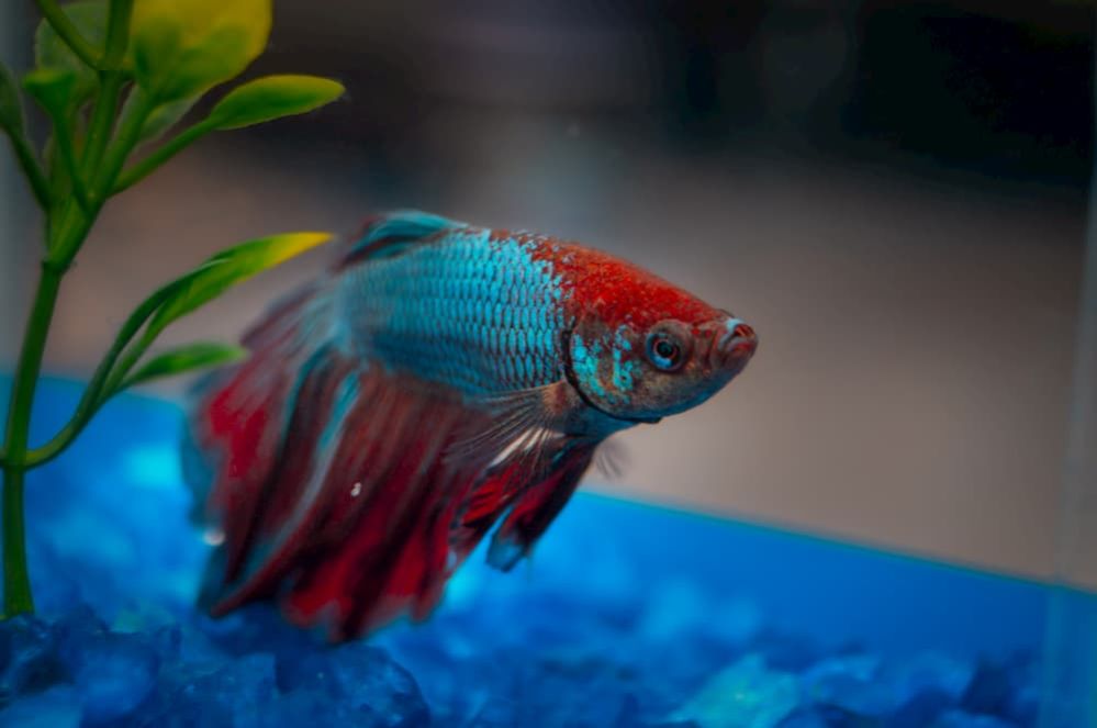How often do you Feed a Betta Fish: The Best Betta Fish Foods