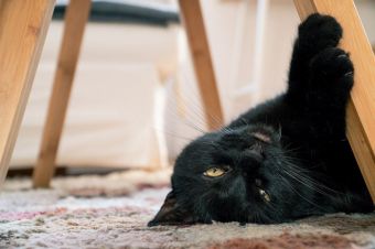 Why Do Cats Sigh? What is the difference between a sigh, a huff, and a ...