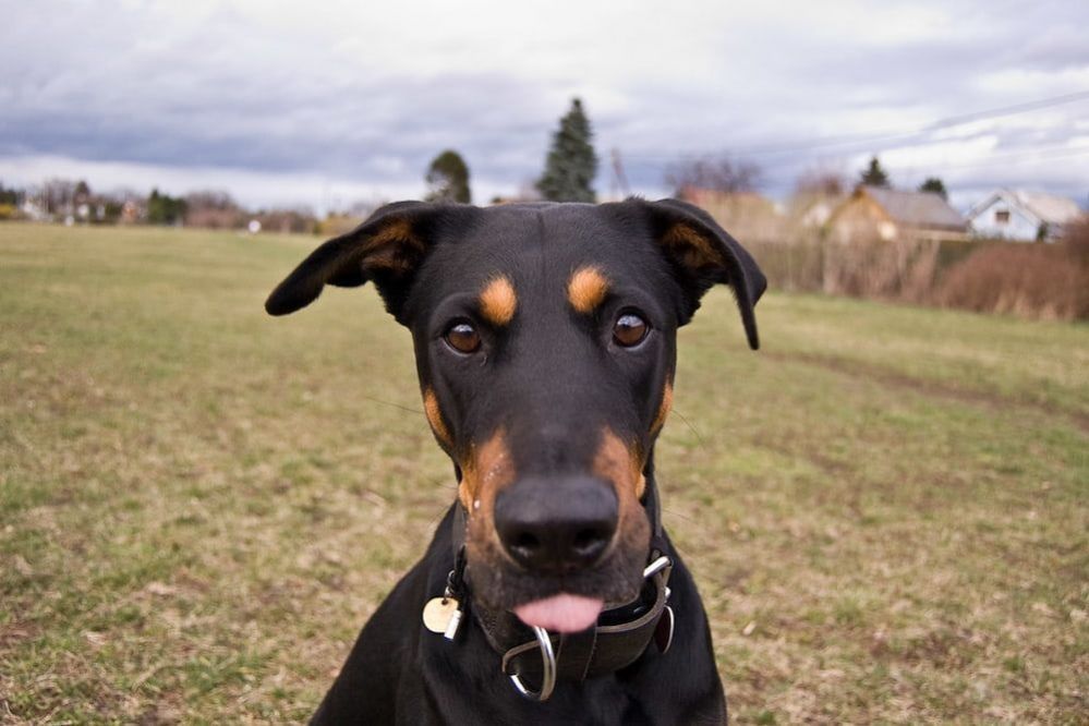 Doberman Rottweiler Mix: Appearance, Personality, Health and Care