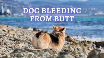 Dog Bleeding From Butt: Symptoms, Diagnosis and Treatment
