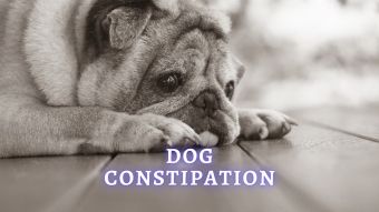 What To Do If Your Dog Is Constipated? (Vet Approved Advice)