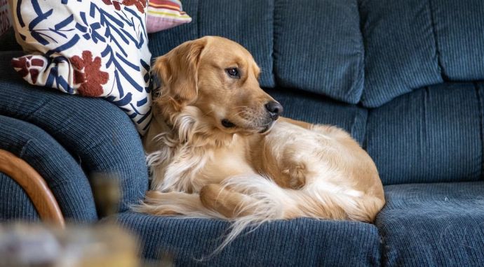 Canine Influenza: What is Canine Influenza and How to Treat It?
