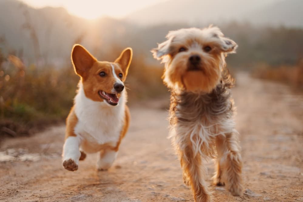 ᐉ Dog Life Cycle: Development Stages of a Dog's Life