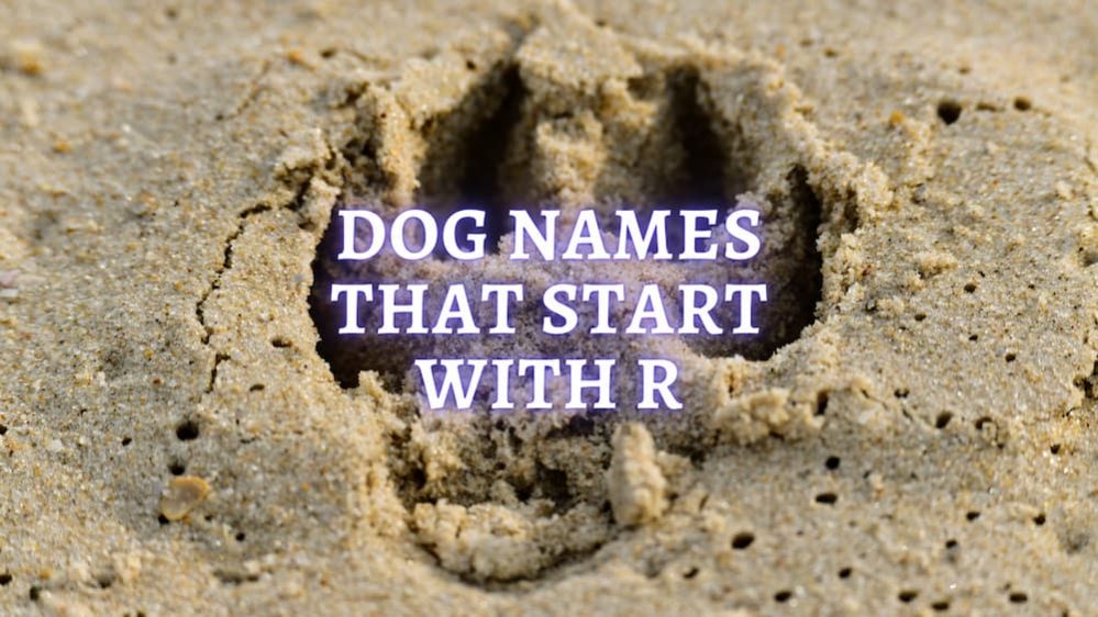 150 Unique Dog Names that Start with R - ThePets