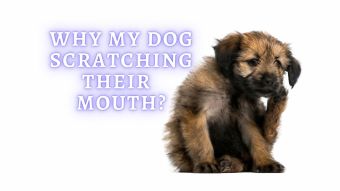 My Dog Keeps Scratching His Mouth: Why Do Dog Scratches Their Face?