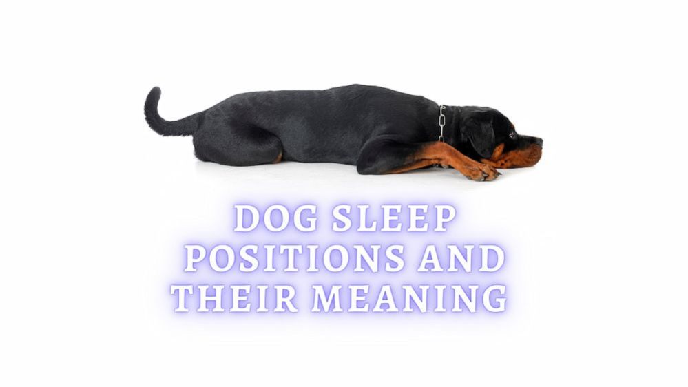 What Do Dog Sleep Positions Mean? (With Photos)
