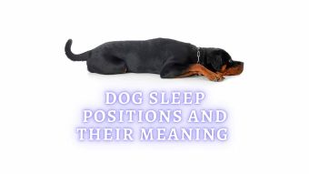 What Do Dog Sleep Positions Mean? (With Photos)