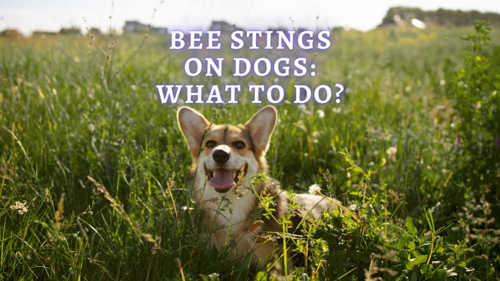 Bee Stings on Dogs: Signs, Symptoms, Prevention, and More