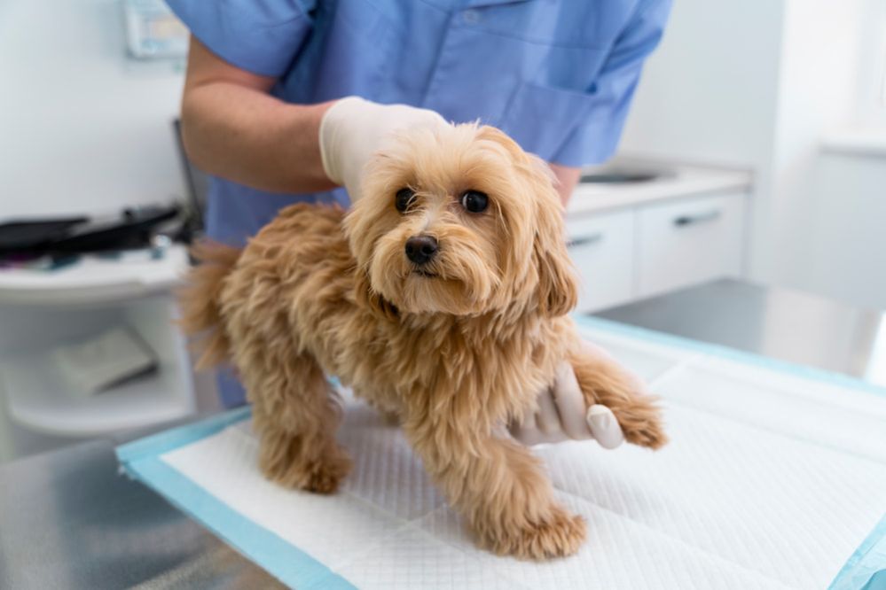 Bee Stings on Dogs: Signs, Symptoms, Prevention, and More