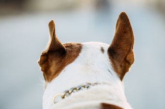9 Reasons Why Do Dogs Put Their Ears Back?
