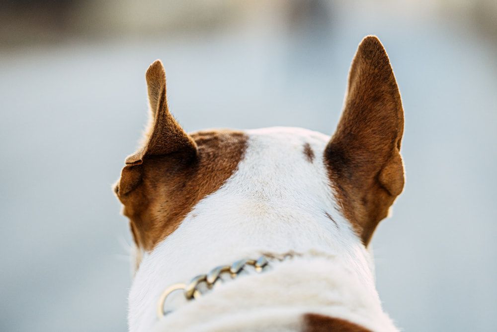 9 Reasons Why Do Dogs Put Their Ears Back 
