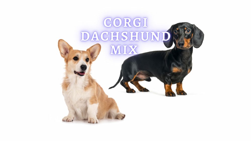 Dorgi: All About Corgi Dachshund Mix