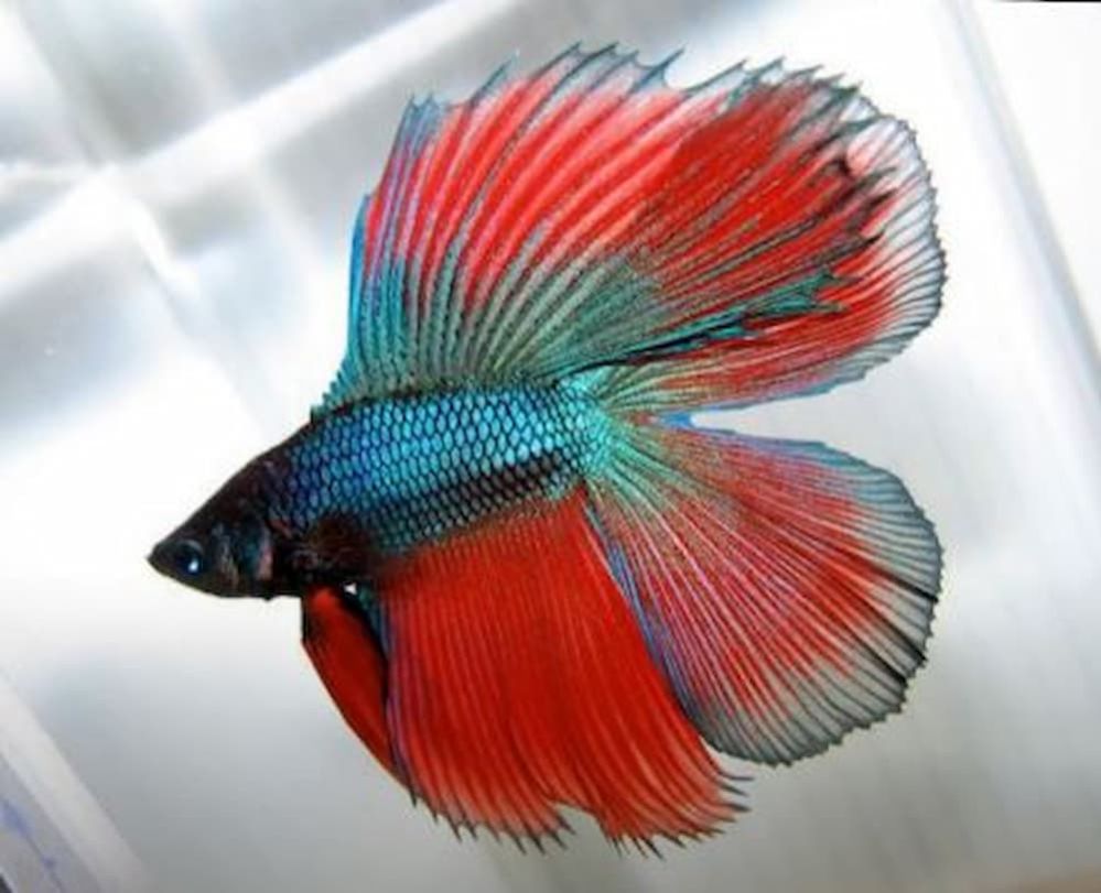 Betta Fish Types: Colors, Tails & Patterns - ThePets