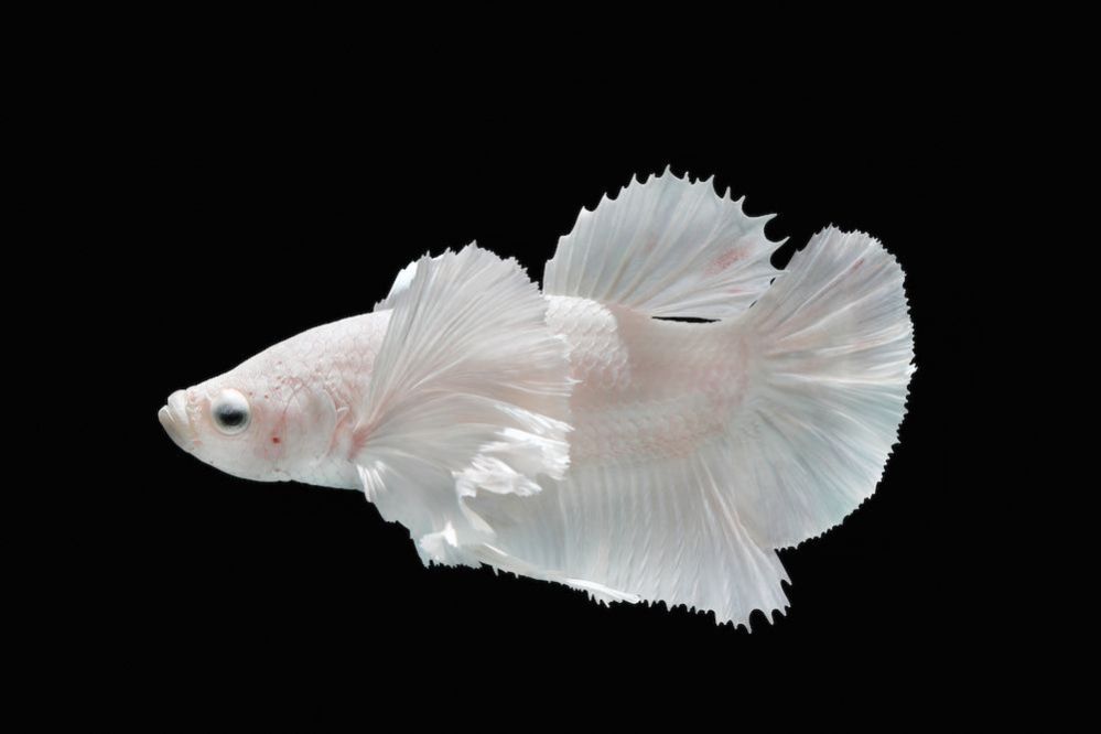 Betta Fish Names: 1000+ Name Ideas for Your Betta Fish