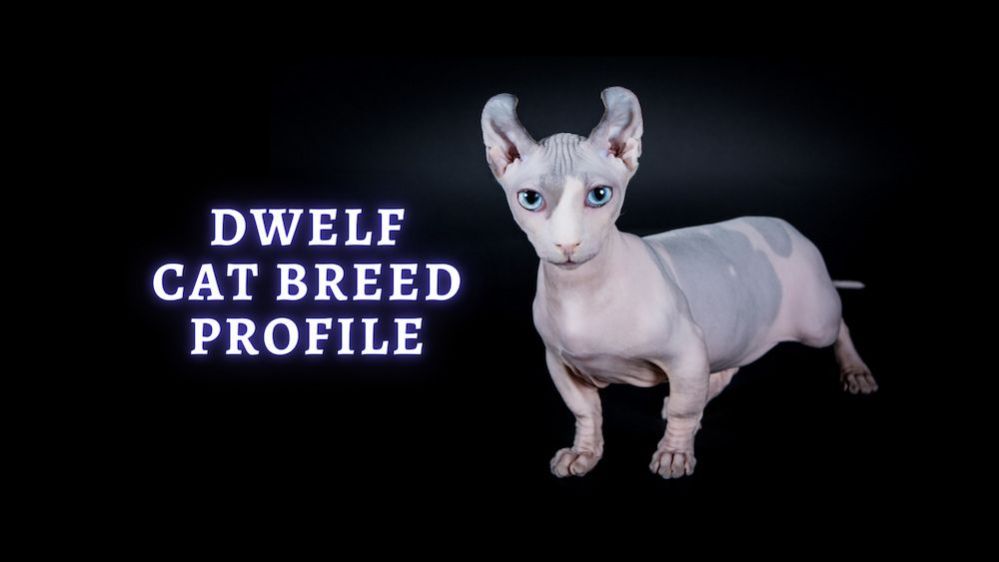 Dwelf Cat: Personality, Care Price and More About Dwelf Cats