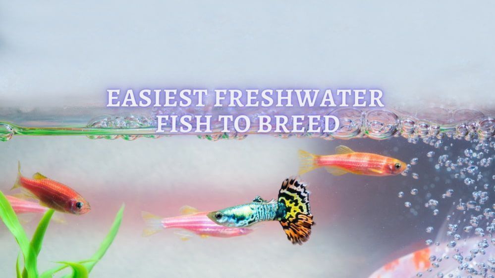 ᐉ The Easiest Fish to Breed: Freshwater Aquarium Fish Breeding Guide