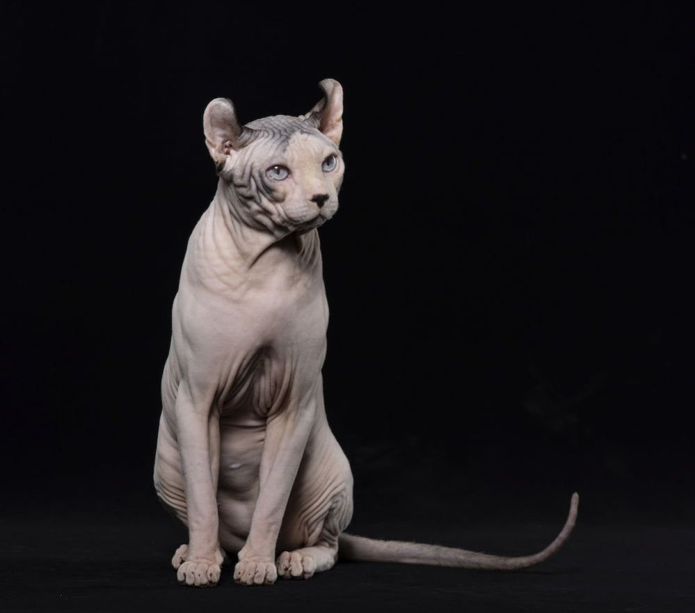 10 Hairless Cat Breeds to Fall in Love With