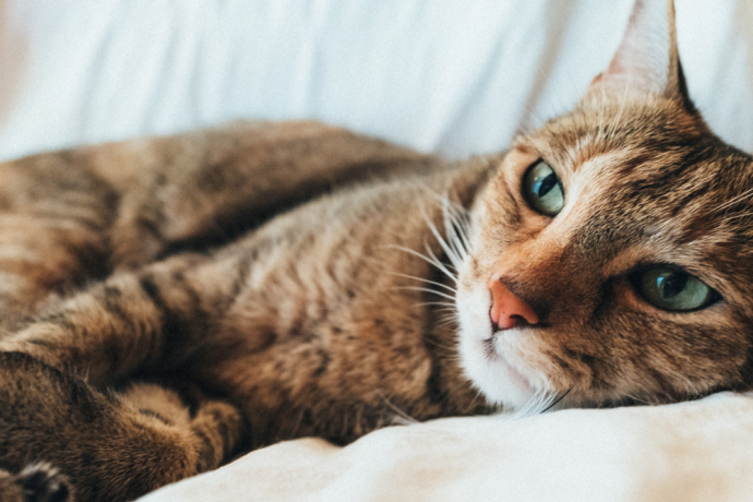 Cat Emergency Kit: How to Pack a Survival Kit for Cats (Vet Advice)
