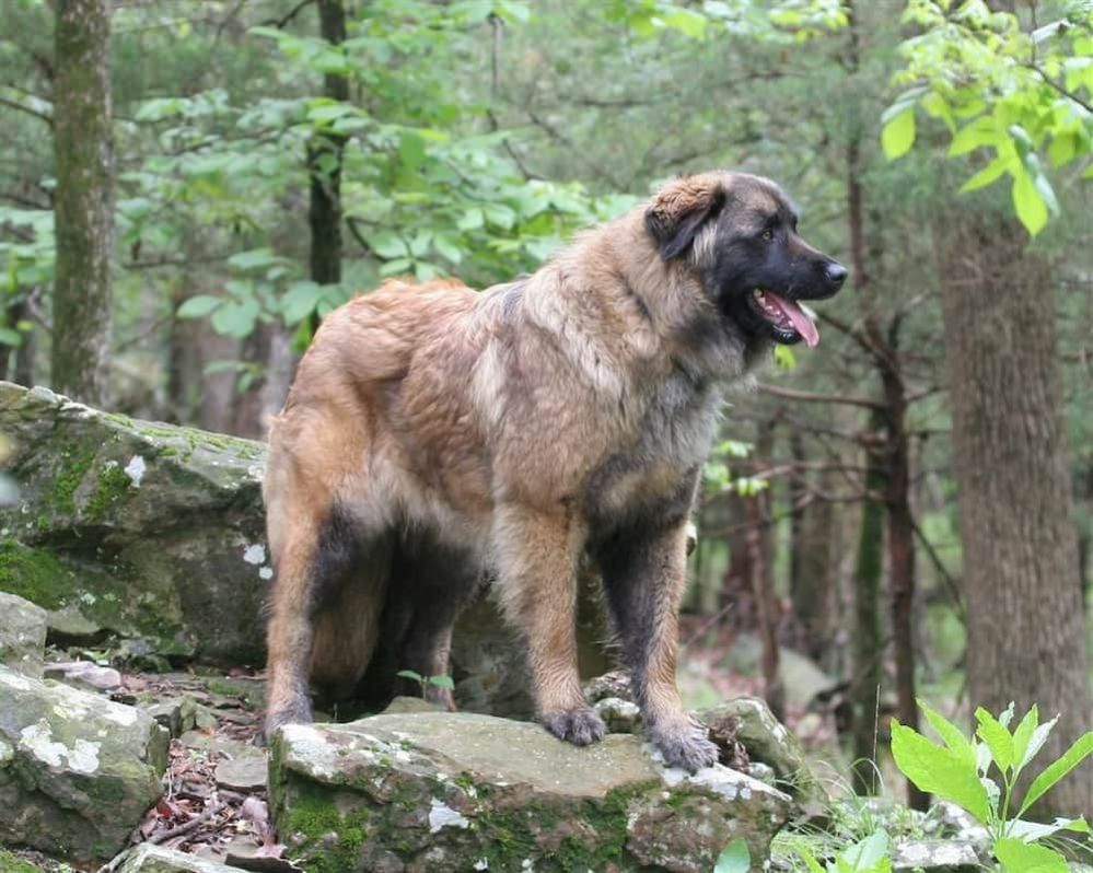 Mountain Dog Breeds: 15 Gentle Giants From Mountains