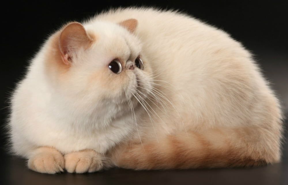 ᐈ Fluffy Cat Breeds: TOP-10 Fluffy Cat Breeds With Pictures
