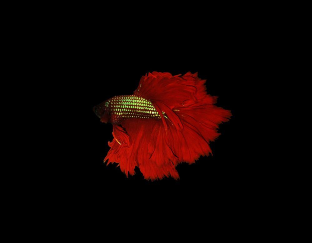 Betta Fish Types: Colors, Tails & Patterns - ThePets