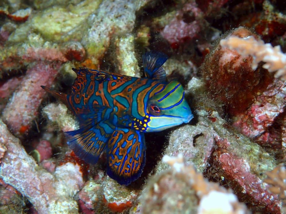 Mandarin Fish Care Guide - ThePets