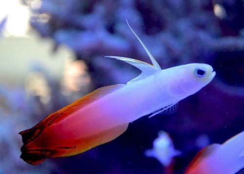 Saltwater Fish for Beginners: 15 Best Starter Fish for Saltwater Aquarium