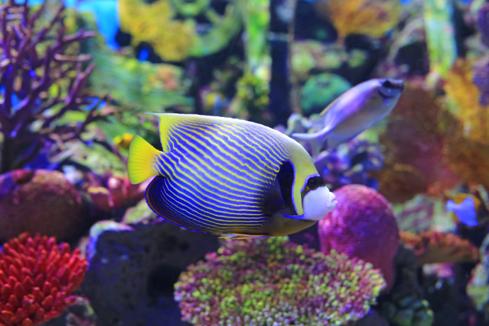 Best Starter Aquarium Fish: Freshwater and Saltwater Fish for Beginners