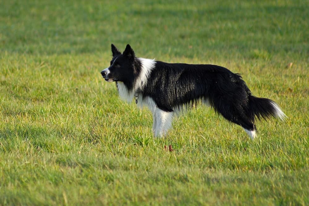 Border Collie Labrador Mix: Health, Activity Level and Temperament