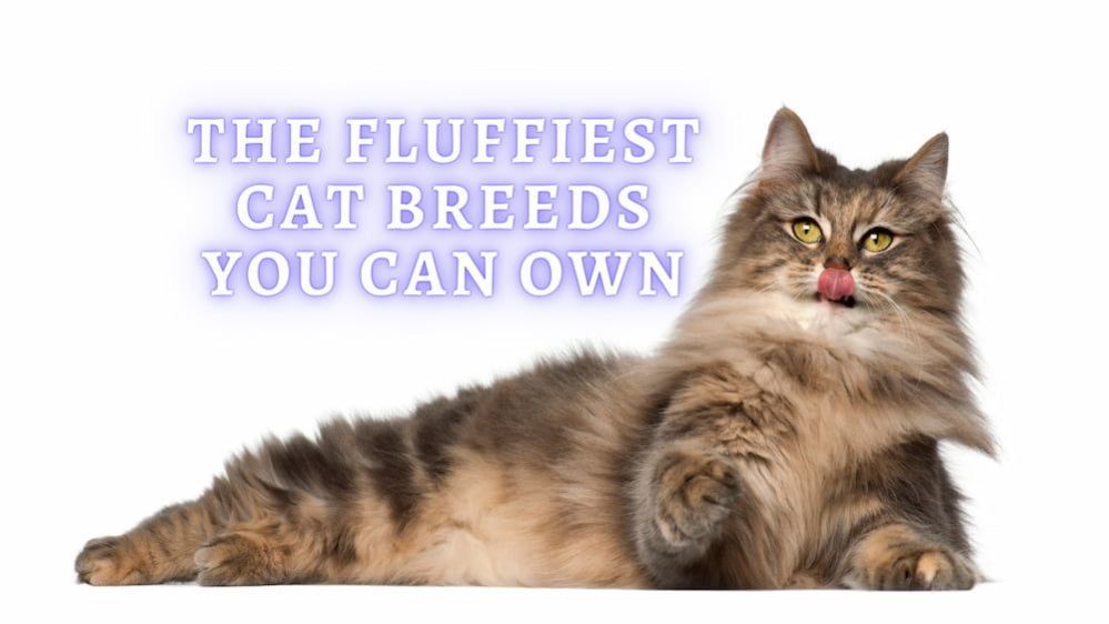 ᐈ Fluffy Cat Breeds: TOP-10 Fluffy Cat Breeds With Pictures