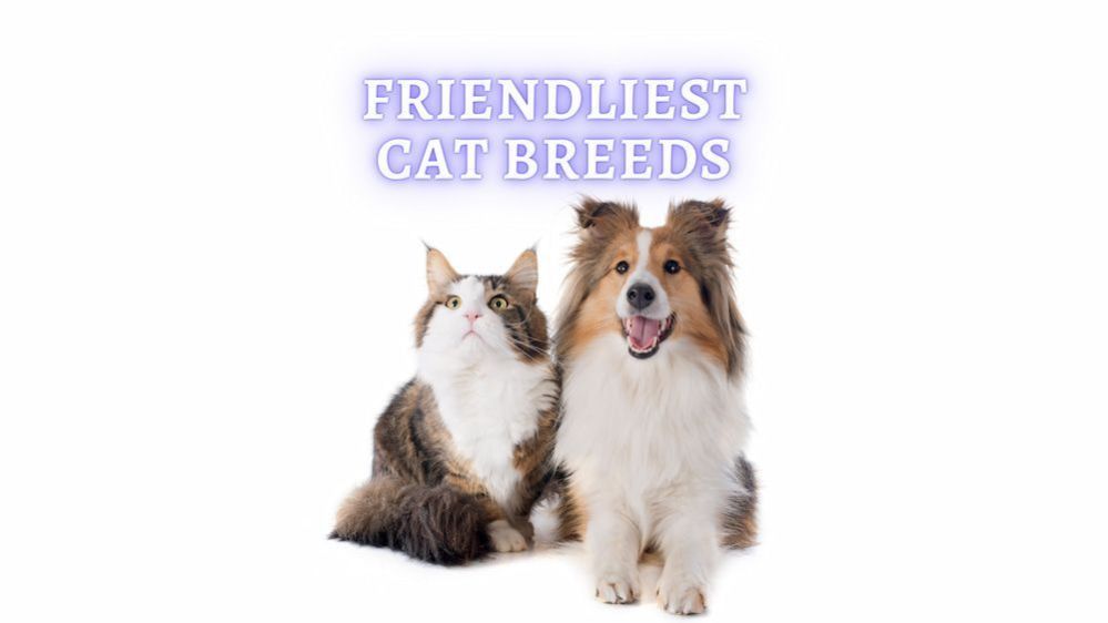 Friendliest Cat Breeds That Make Perfect Pets