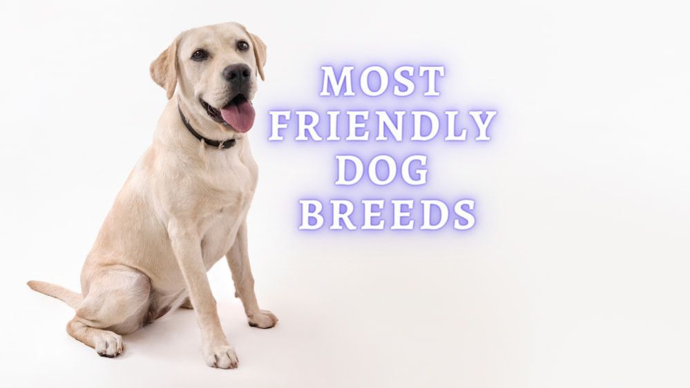 Friendliest Dog Breeds: 12 Super Friendly Dog Breeds