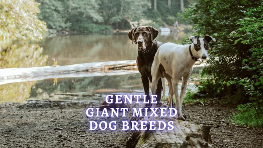 6 Cutest Gentle Giant Mixed Dog Breeds