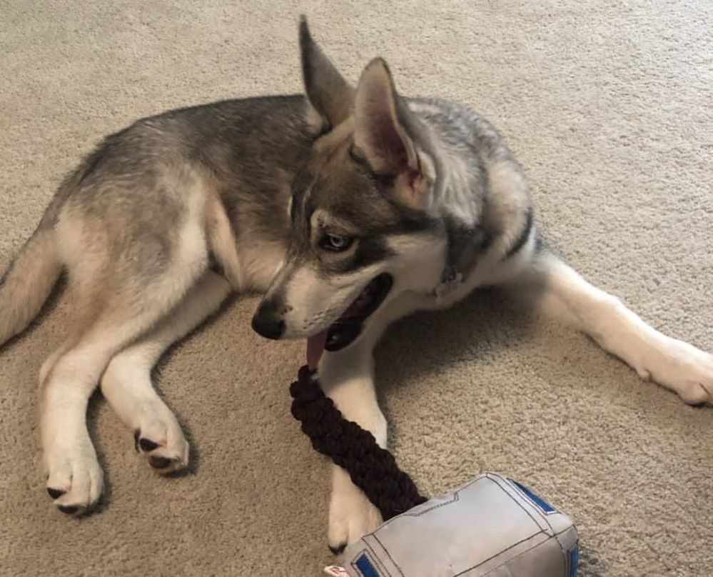 Shepsky: Gerberian Shepsky Temperament, Health and Care