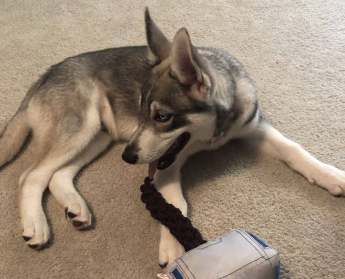 Shepsky: Gerberian Shepsky Temperament, Health and Care