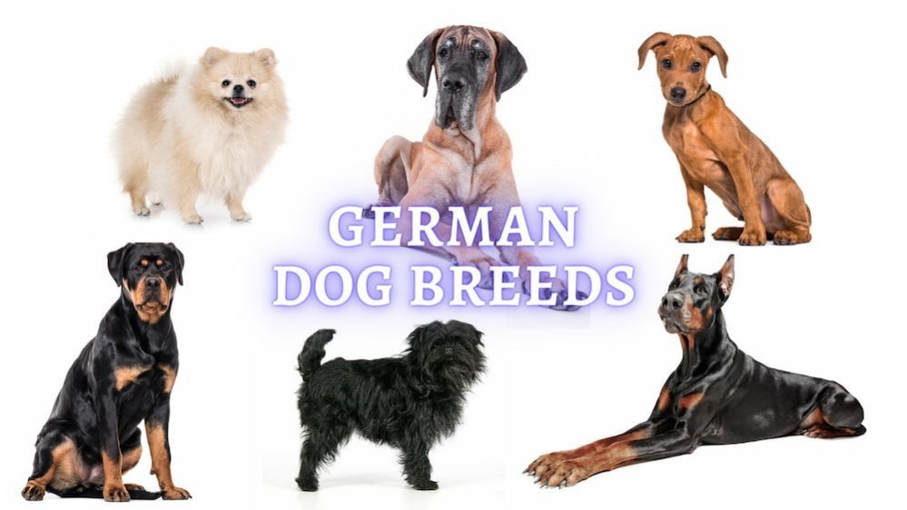 German Dog Breeds: 19 German Dogs that Will Win Your Heart