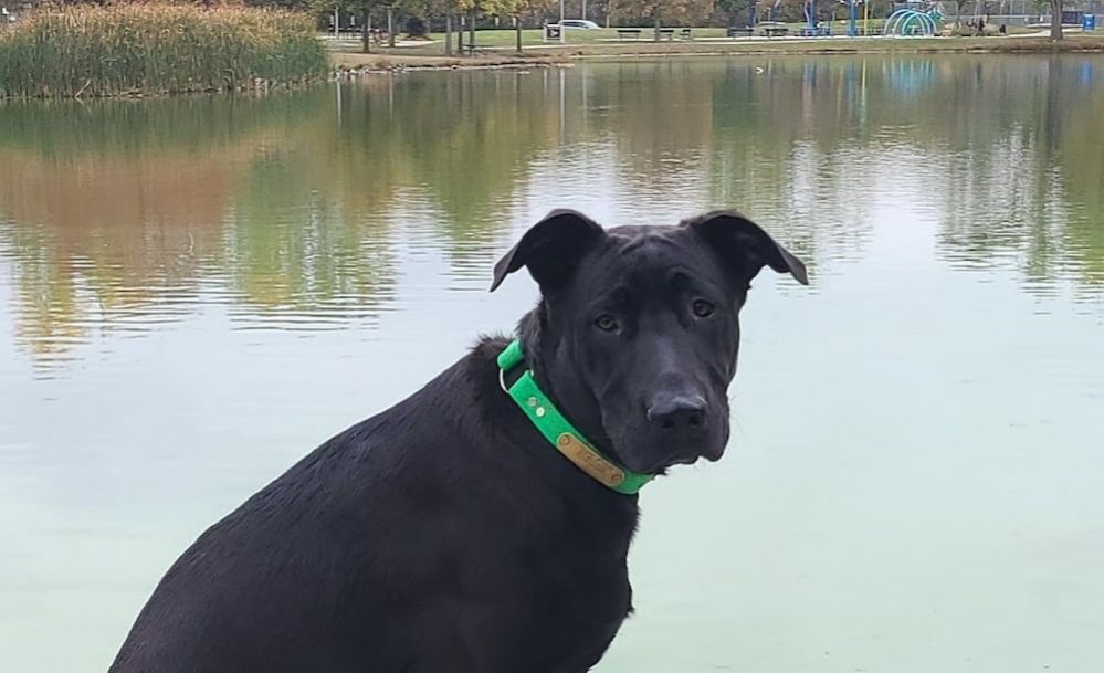 German Shepherd Pitbull Mix: Breed Information, Traits & Facts