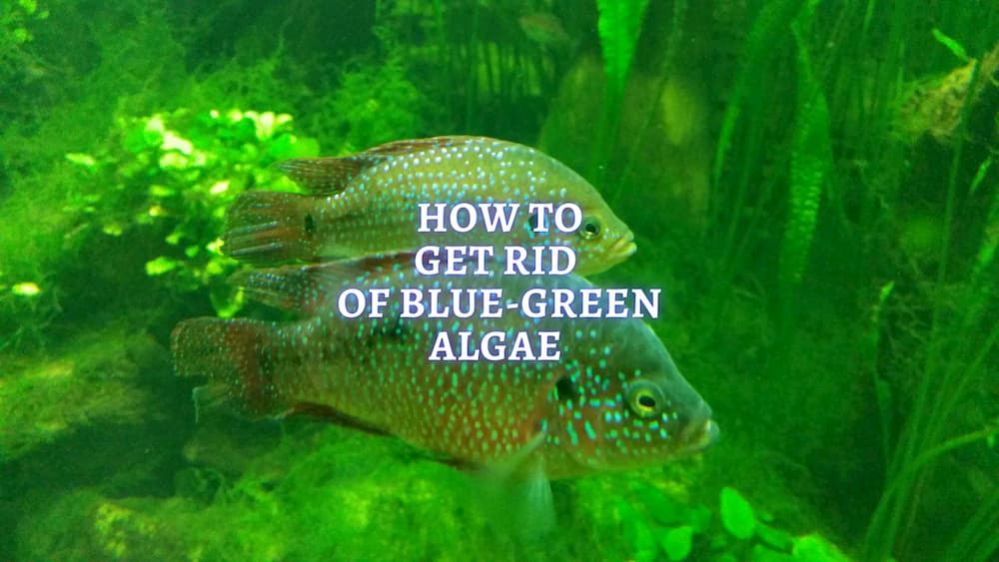 Cyanobacteria in Aquarium: How to get rid of Blue Green Algae in ...
