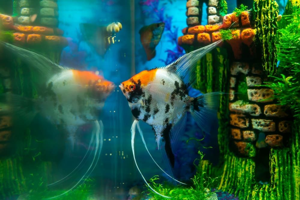 Types Of Angelfish: Angelfish Types You Should Know About - ThePets